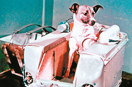 Remembering space dog martyr