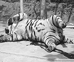 Mystery shrouds tiger death