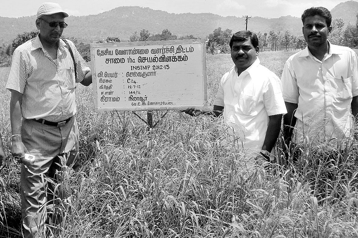 Samai cultivation attracts fresh interest in hill villages