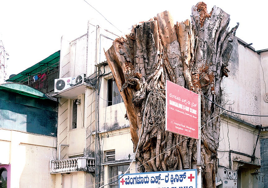 Once a sprawling pipal tree, now left to die