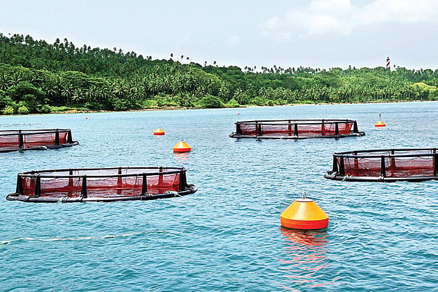 Marine biotech group develops open sea cages for fish stocks