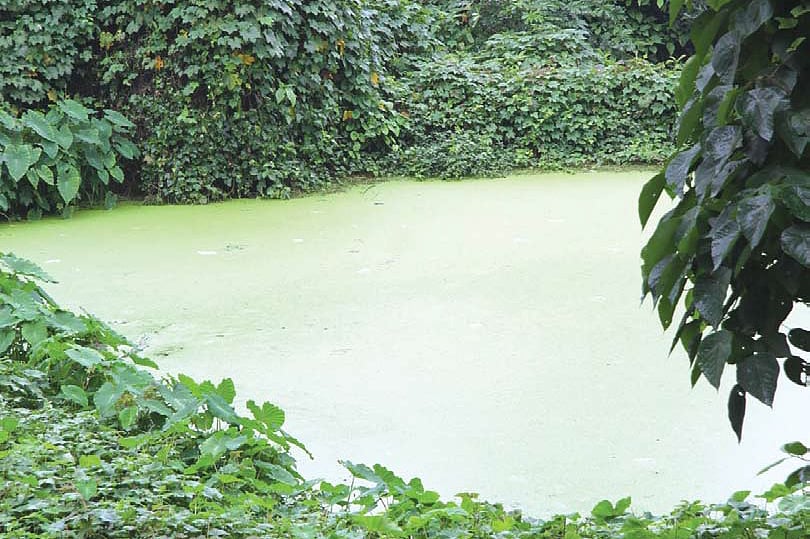 A long stinky affair!