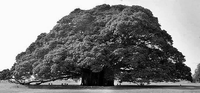mysore trees