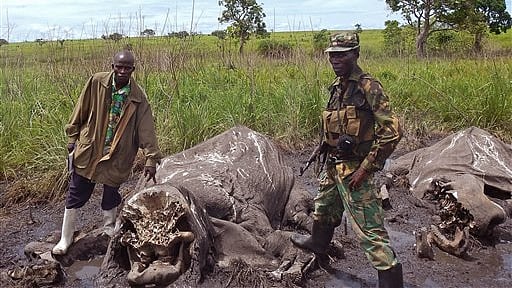 Poachers Massacre 68 Elephants in Congo Park