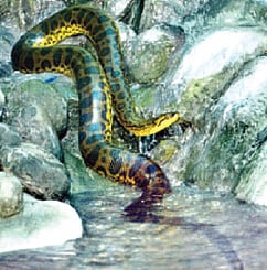 Anaconda ‘Mystery’ Solved; All 7 Snakes Now in Exhibit Area