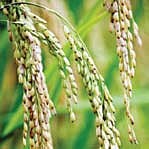 Automated paddy purchase to debut in 17 blocks