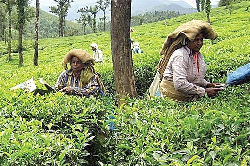 India records highest-ever tea production in FY16