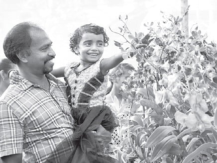 Chembakam 15, One-Stop-Shop for Original Saplings