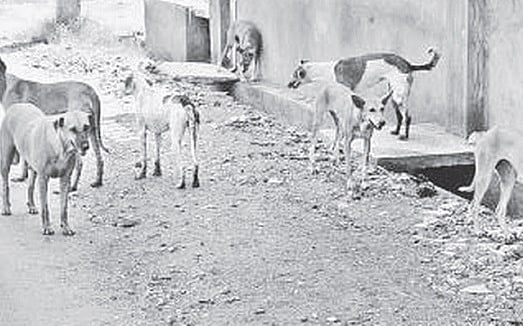 Kerala Veterinarians Suggest Chemical Neutering of Stray Dogs