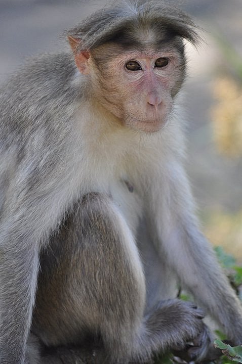 Monkey Sterilisation Project in Agra