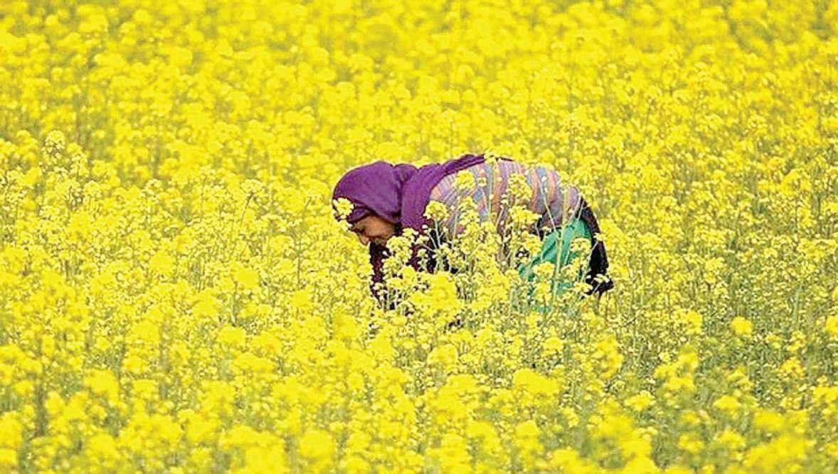 GM mustard approval done as per rules, says Environment Ministry