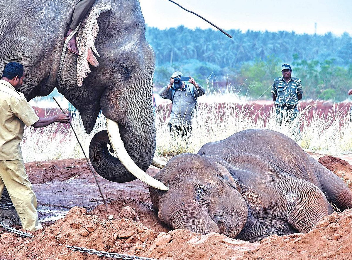Efforts on to revive sick pachyderm
