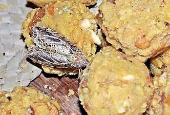 Insects found in 50k laddus of Durga temple