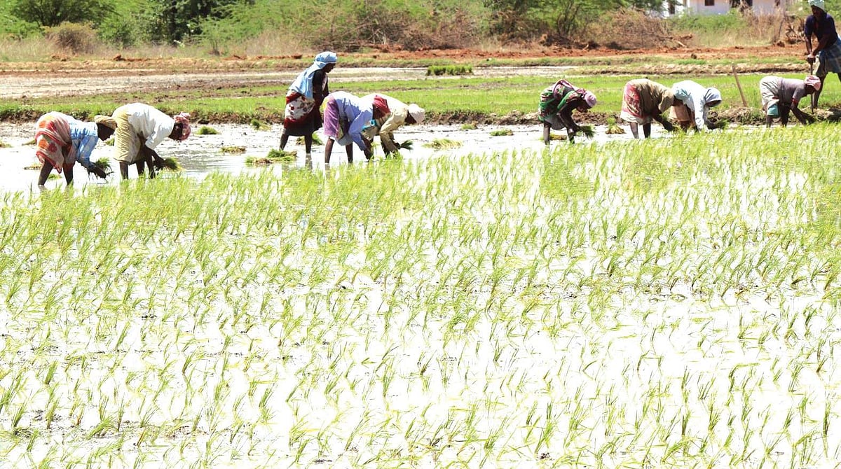 Delayed rains bring relief in its wake