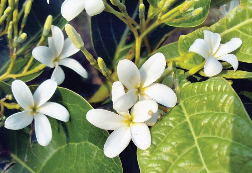 Bitter bark for skin troubles, scented flowers for appetite