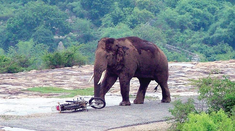 Op jumbo capture begins