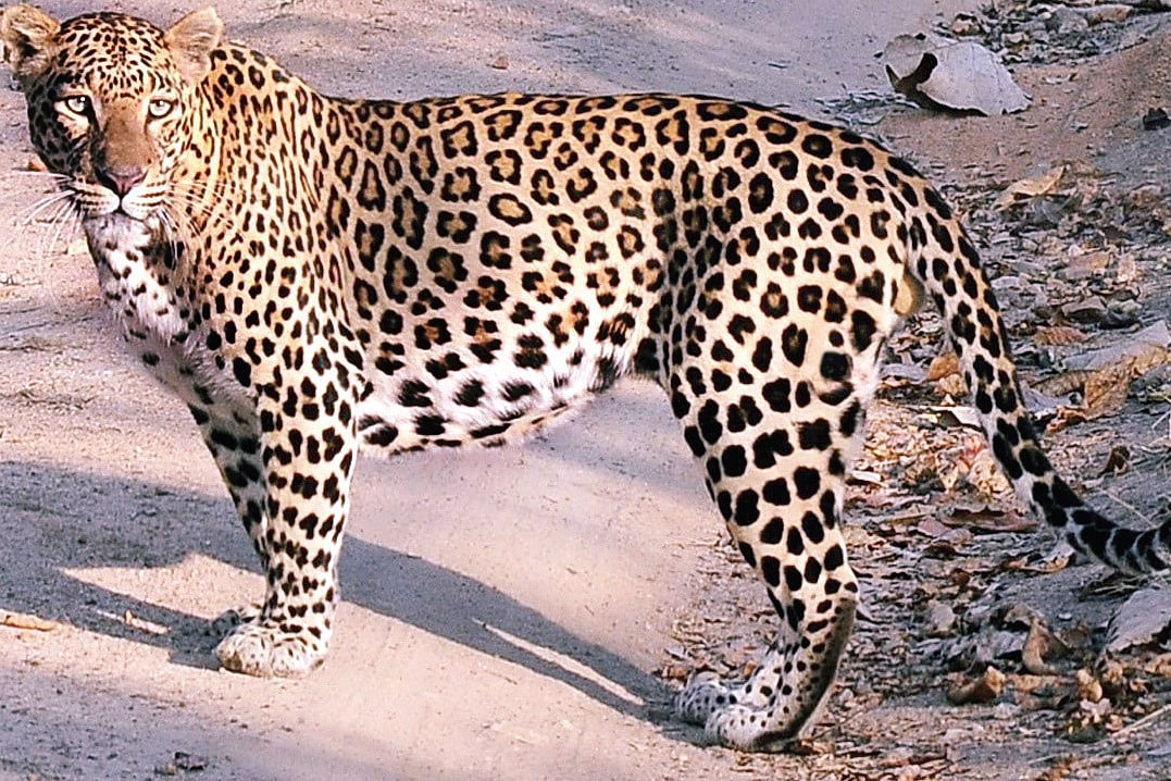 Leopard enters human habitat in TN, kills calf