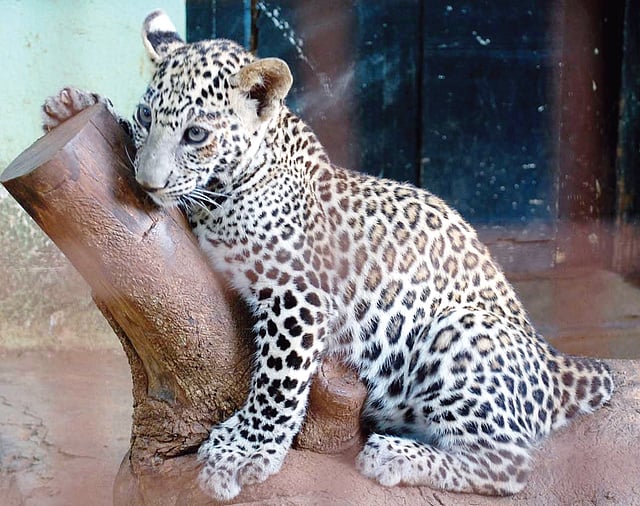 Wildlife Experts Call for a Policy to Hold Animals in Captivity