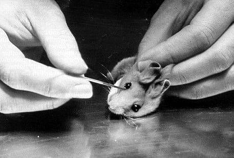US FDA's groundbreaking move: No more animal cruelty in drug testing ...