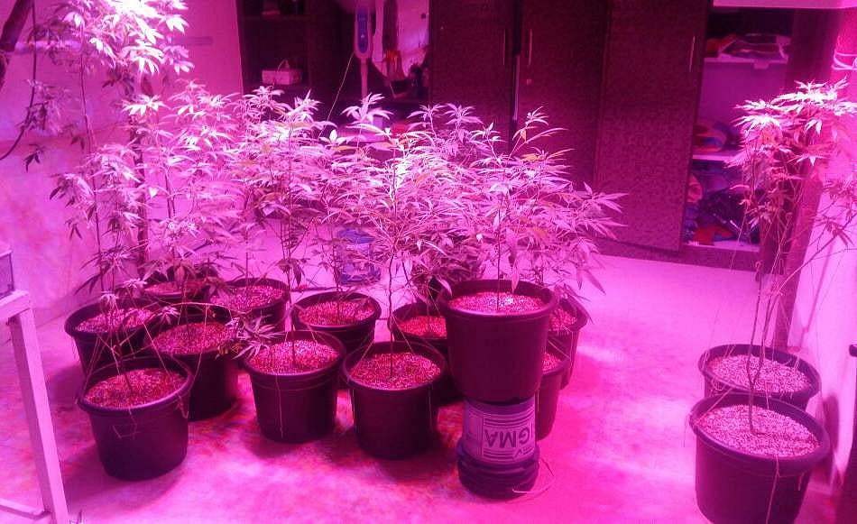Man arrested for cultivating ganja in his flat