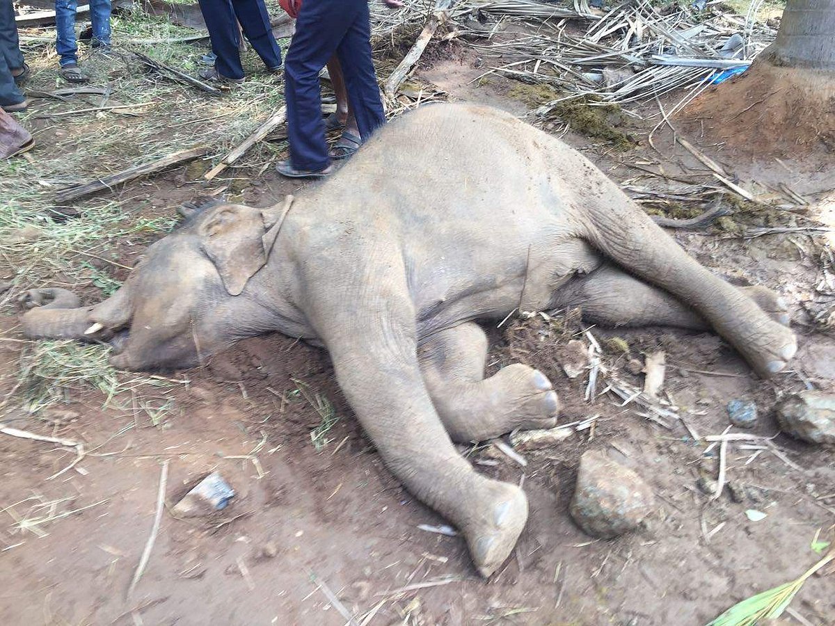 Elephant calf succumbs to injuries