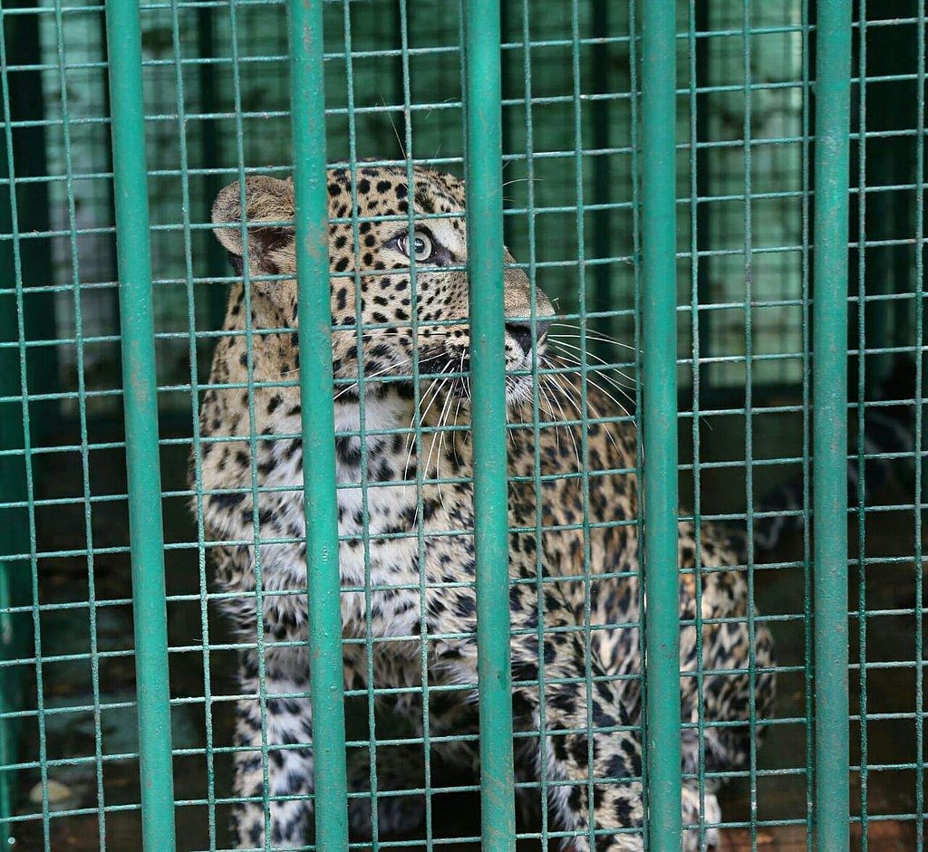 Visitors asked to leave as leopard strays into Mysuru zoo