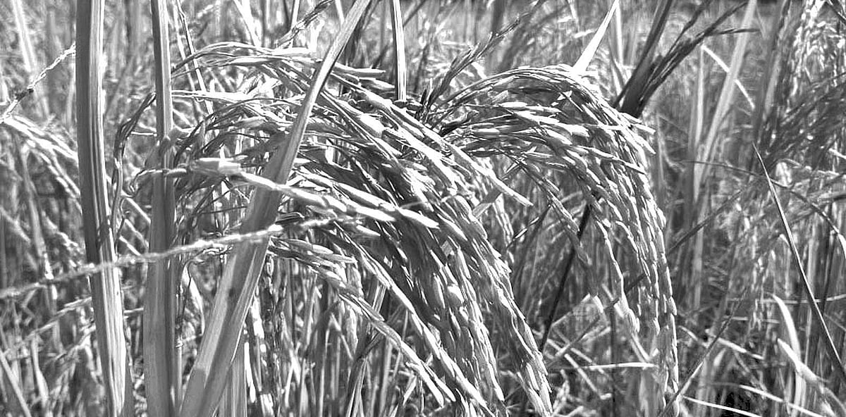 Pests fail to attack traditional variety of paddy