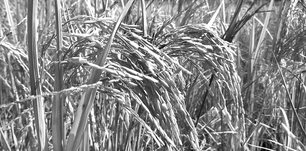 Pests fail to attack traditional variety of paddy