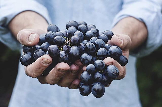 Did you know humans began eating grapes 22,000 years ago?