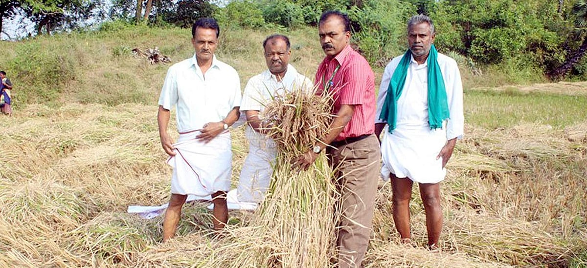 Traditional paddy helps strike gold in the time of drought
