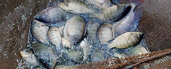 GIFT brings good fortune to tilapia farmers