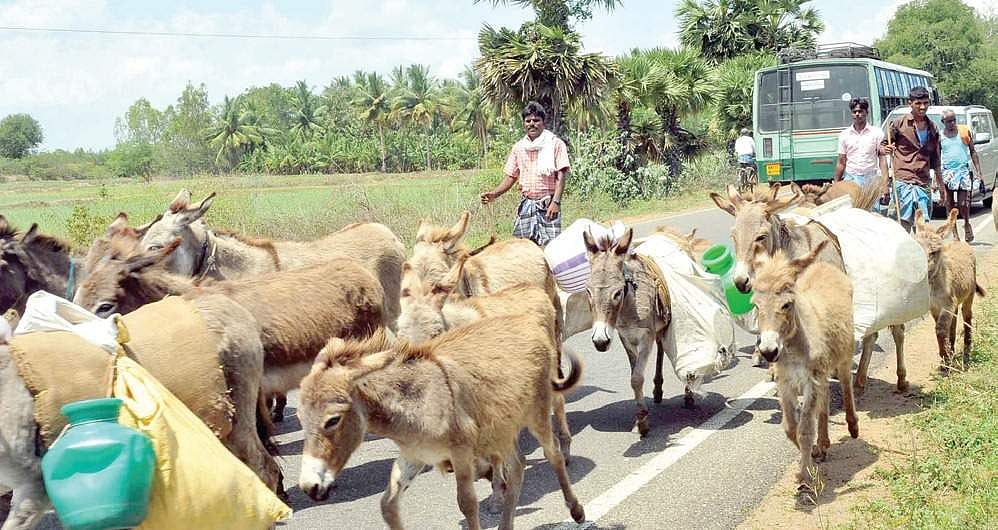 A touring dairy farm for donkey milk is big hit in tn villages