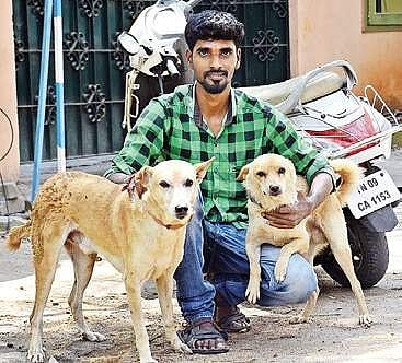 Canines help catch man who stabbed former colleague