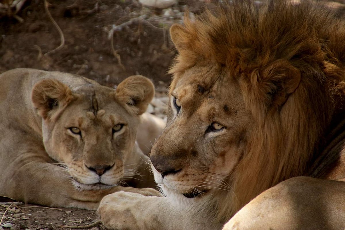 Study explains why preys, predators camouflage & how