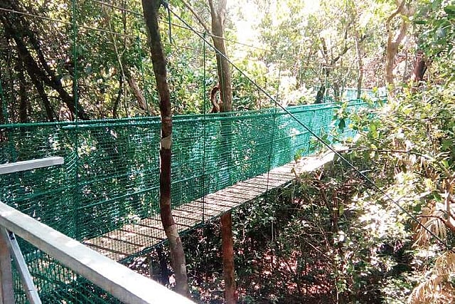 Forest Dept promises action on Dandeli canopy walk issue