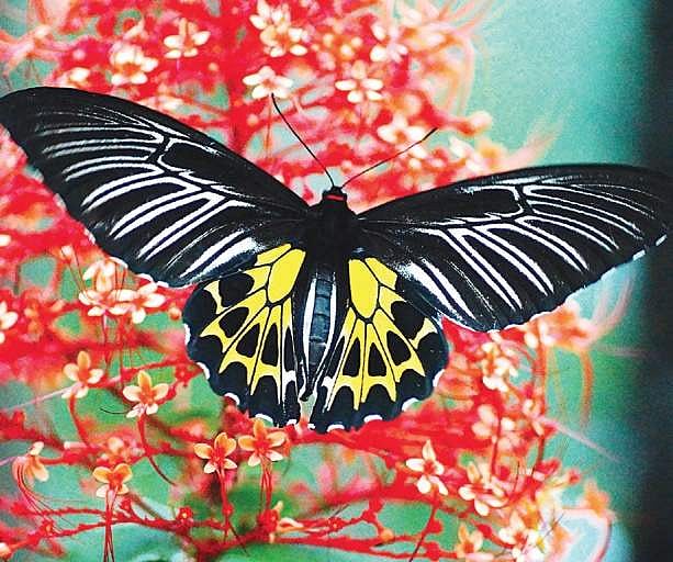 Southern birdwing is State Butterfly