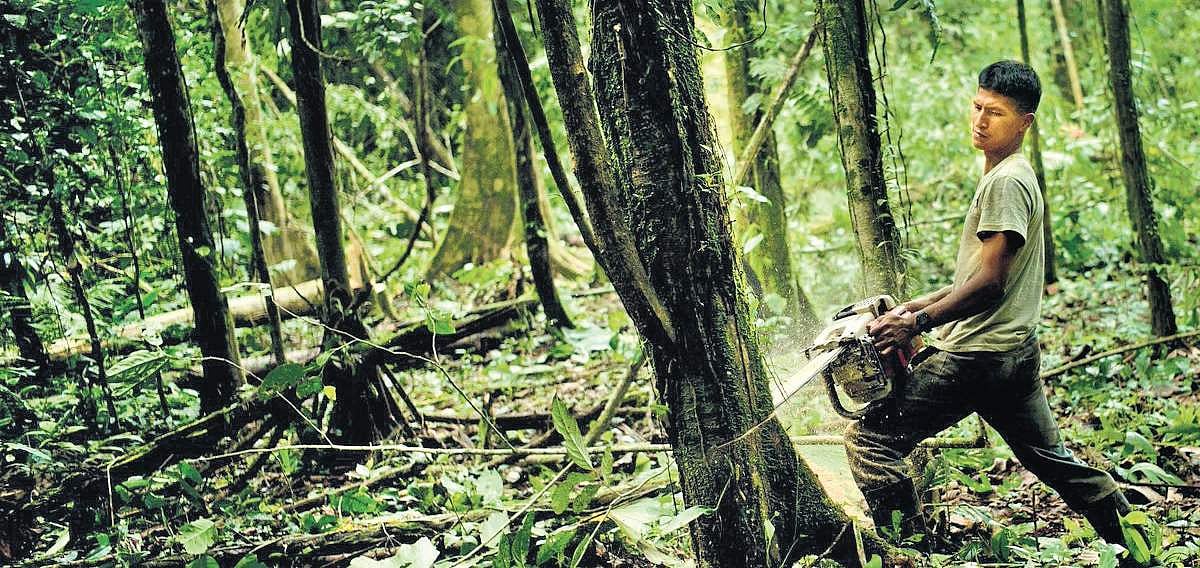 Saving greenery amidst development
