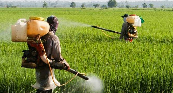 Fewer animals to be used in pesticide testing