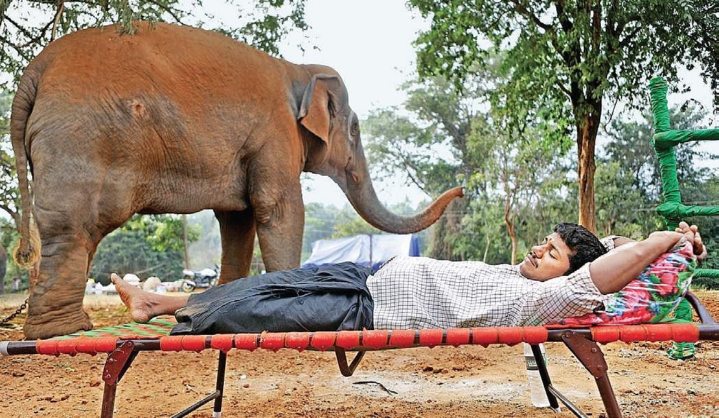Annual rejuvenation camp goes live, Thekkampatti turns elephant heaven