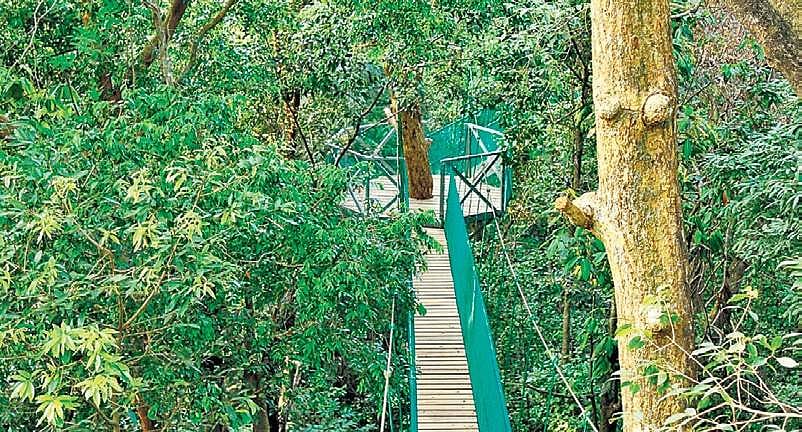 India’s first canopy walkway to open for tourists in November in ...