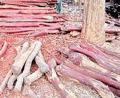 95 red logs seized, 2 held