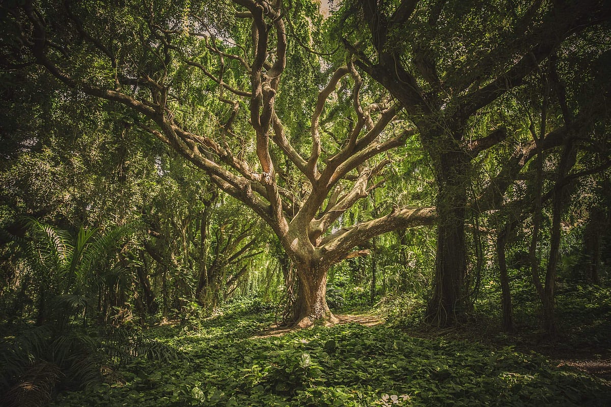 Eighty magnificent trees and their mighty goodness