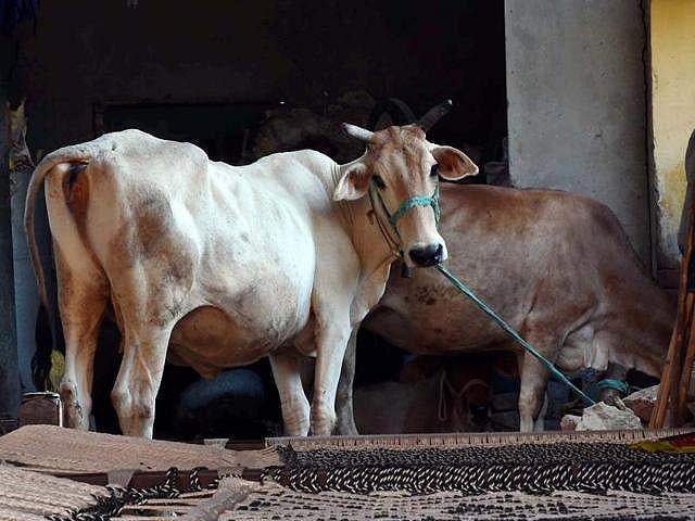 Cow 'assaulted' in Andhra Pradesh; police probing if it was sexual assault