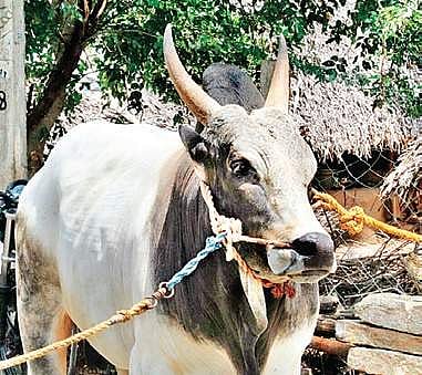 Minister’s bull dies untamed in jallikattu anti-climax