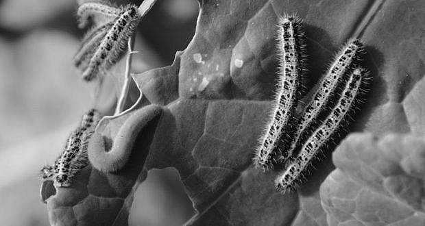 Early pest warning system to save crops