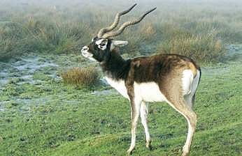 Blackbuck poaching case: Hyderabad lab's DNA-based technology clinched ...
