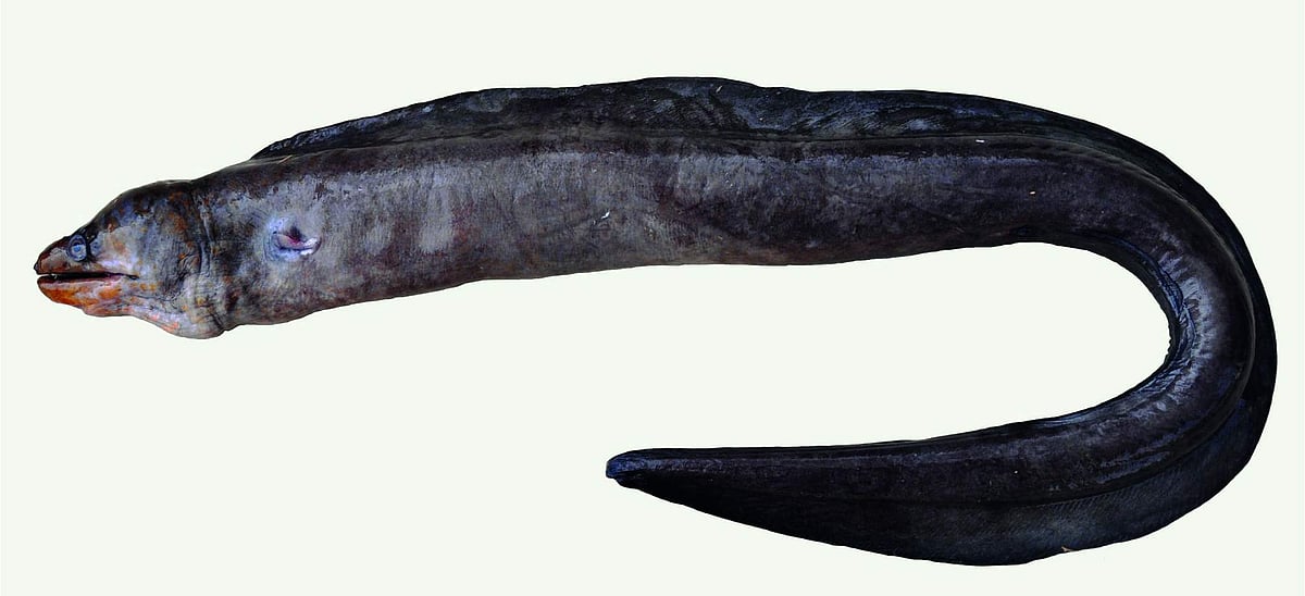 Indian Eel Fish