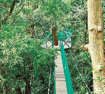 Canopy walk at Kuveshi forest to be open for tourists soon