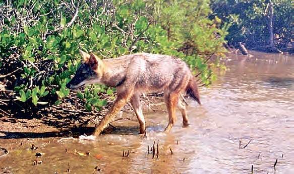 Nine injured in jackal attacks in UP village