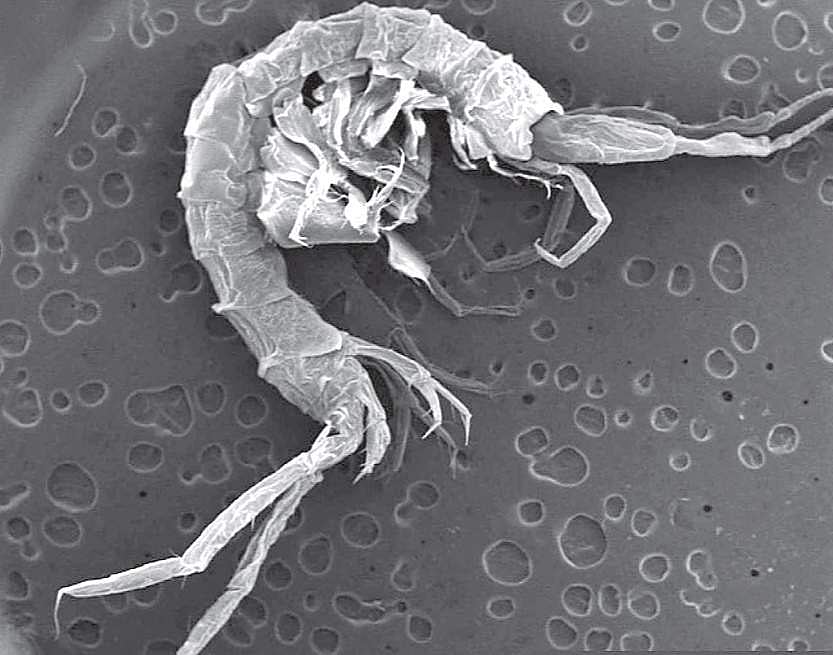 New species of amphipoda found in Vembanad lake